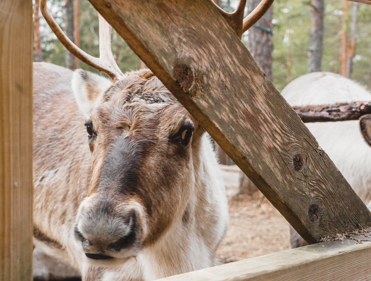 Gehe mit Rentieren auf Tuchfühlung bei einer Rentier-Safari ...